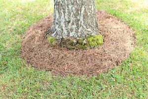 How to Clean Up Yard for Summer Now